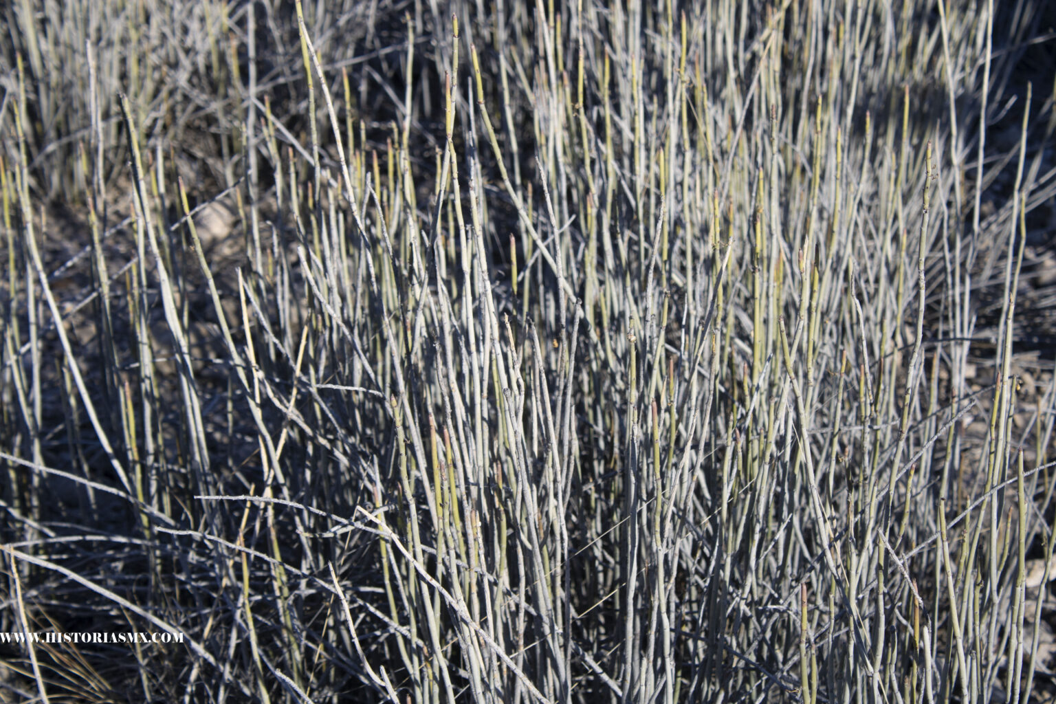 La Candelilla: lugar de origen, cosecha y aprovechamiento para la ...