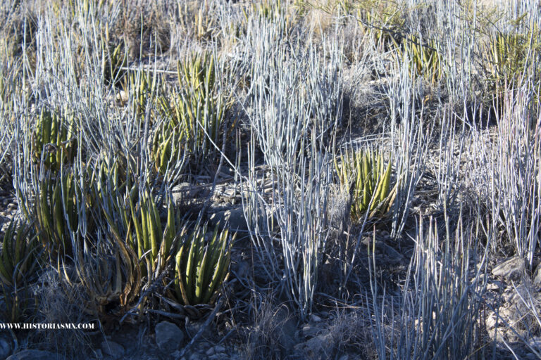 La Candelilla: lugar de origen, cosecha y aprovechamiento para la ...