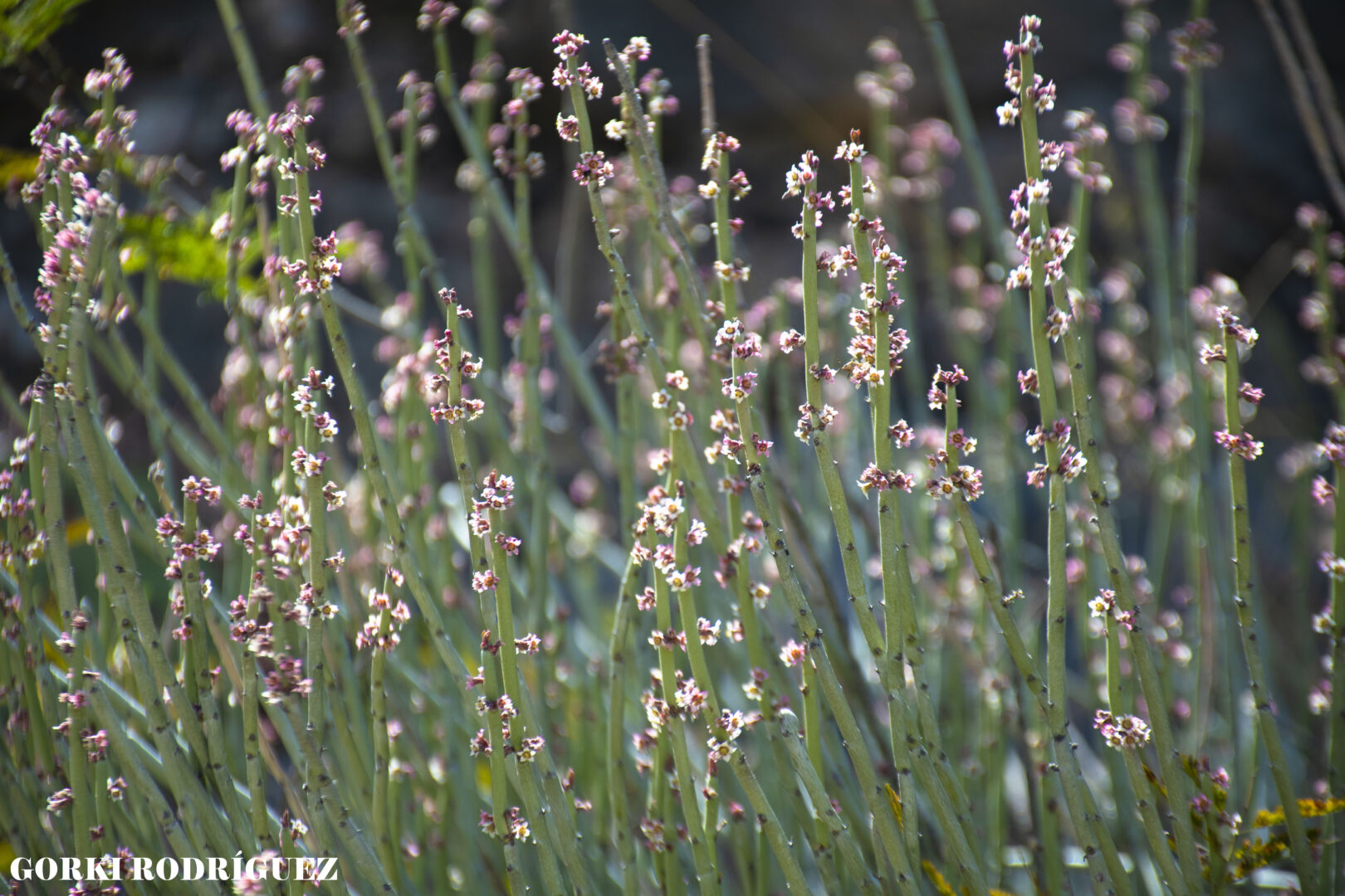 Conoce la Flor de la Candelilla: una Joya del Desierto Mexicano que ...