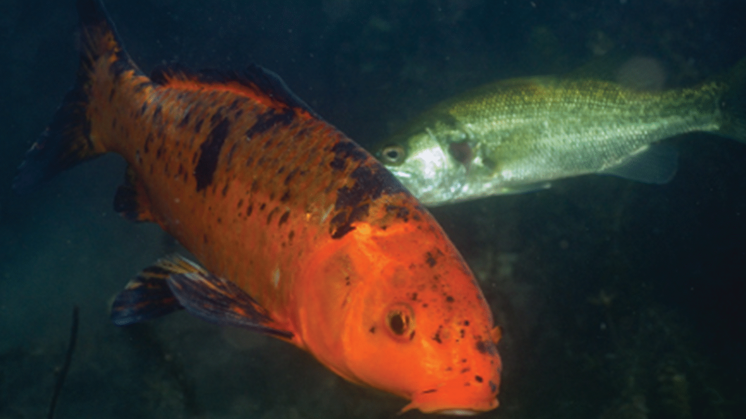 Médanos de Samalayuca: Historia, Biodiversidad y Retos de un Tesoro ...